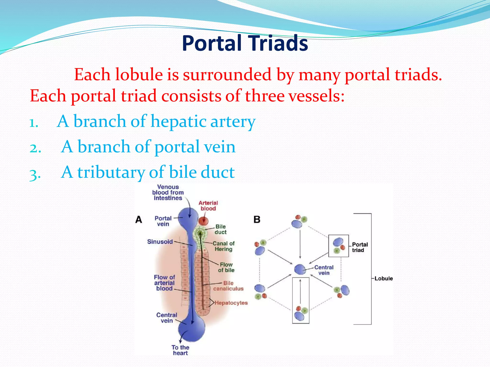 Structure and functions of liver | PPTX