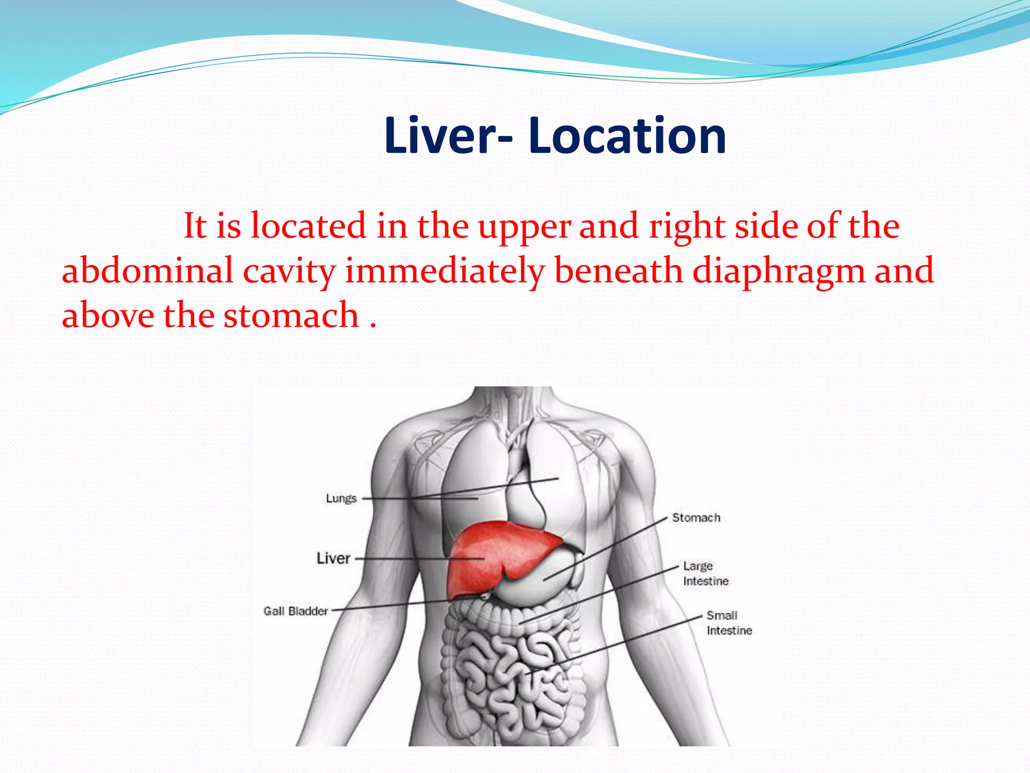 Structure and functions of liver | PPTX