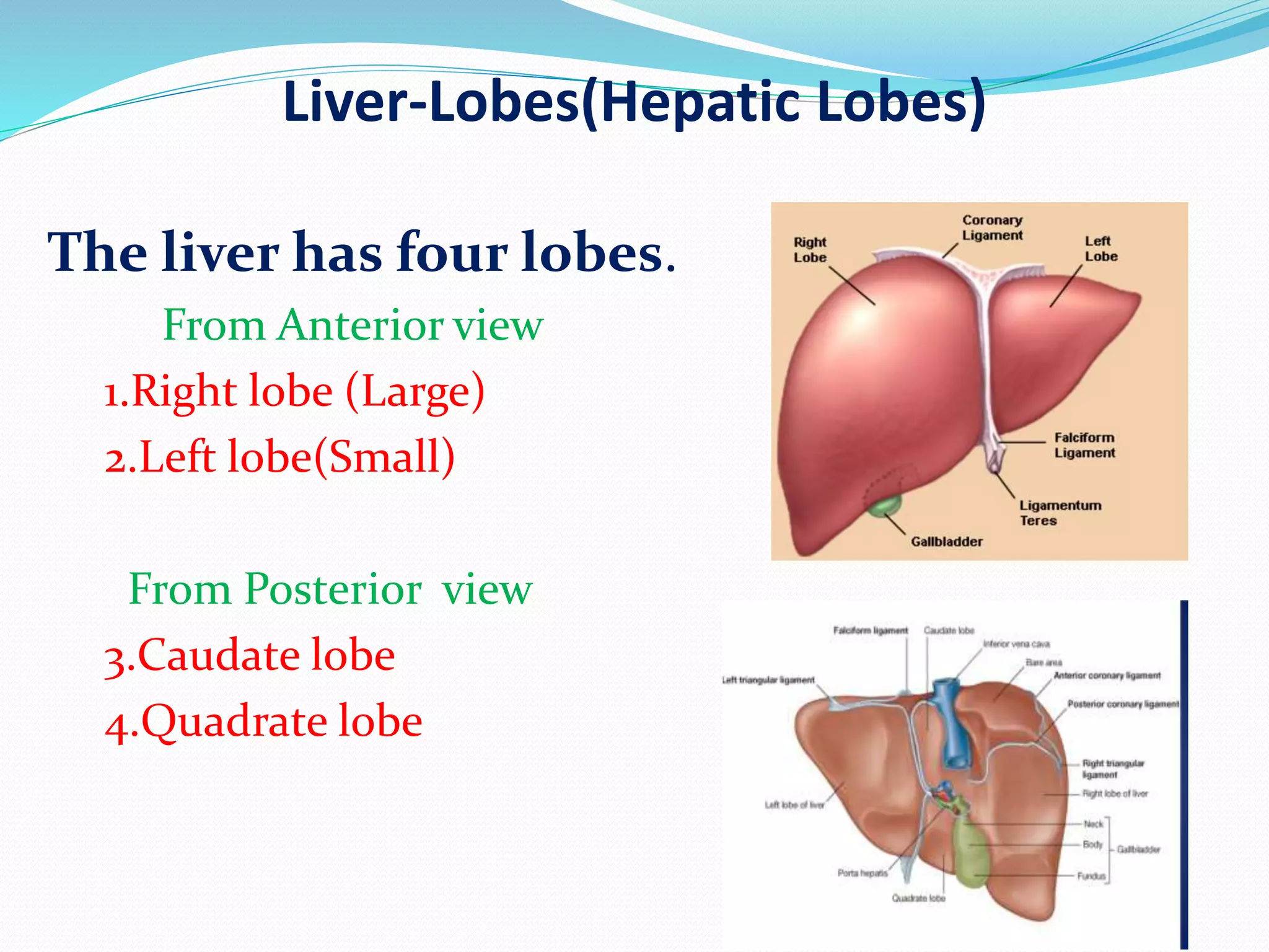 Structure and functions of liver | PPTX