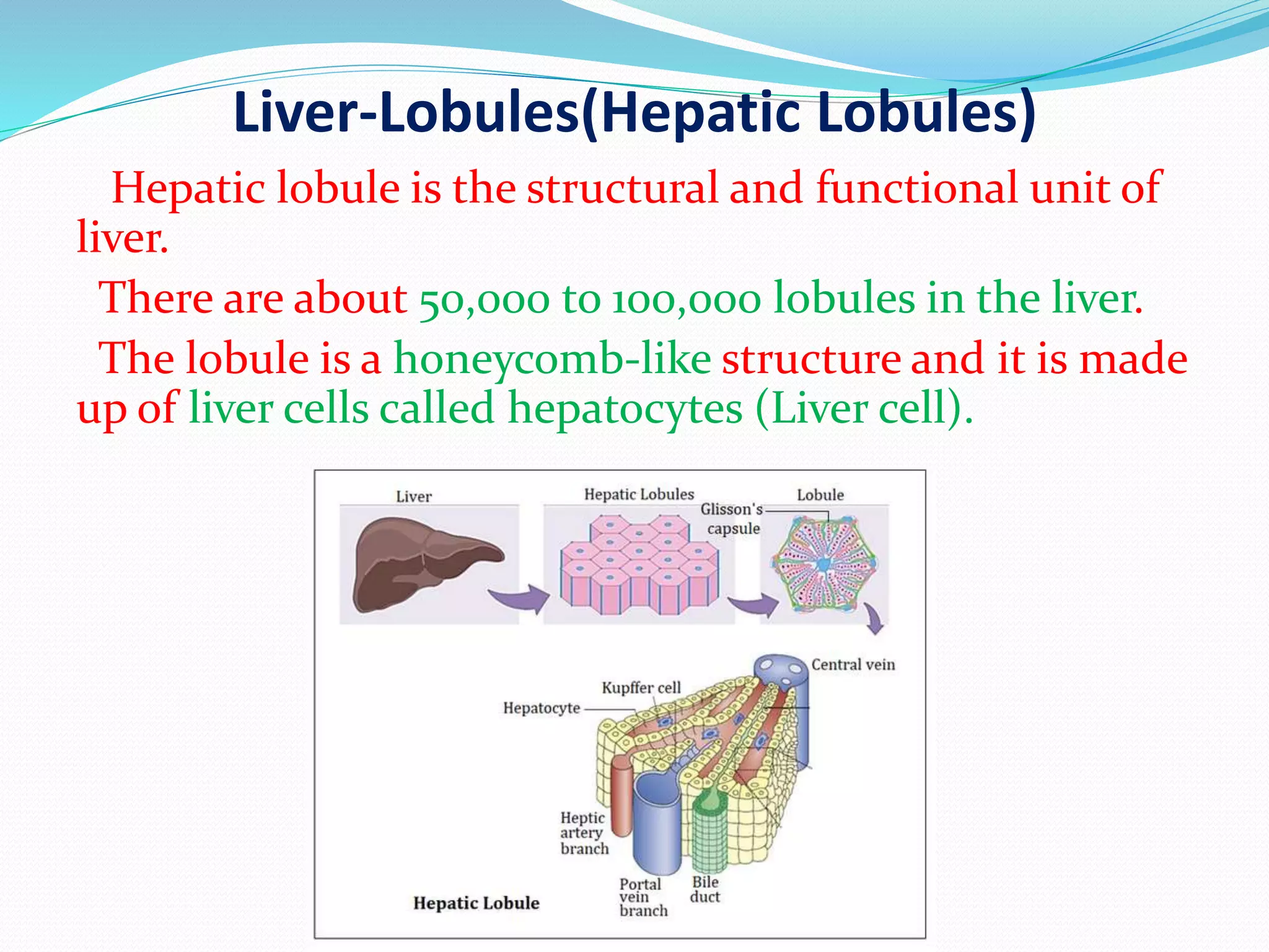 Structure and functions of liver | PPTX