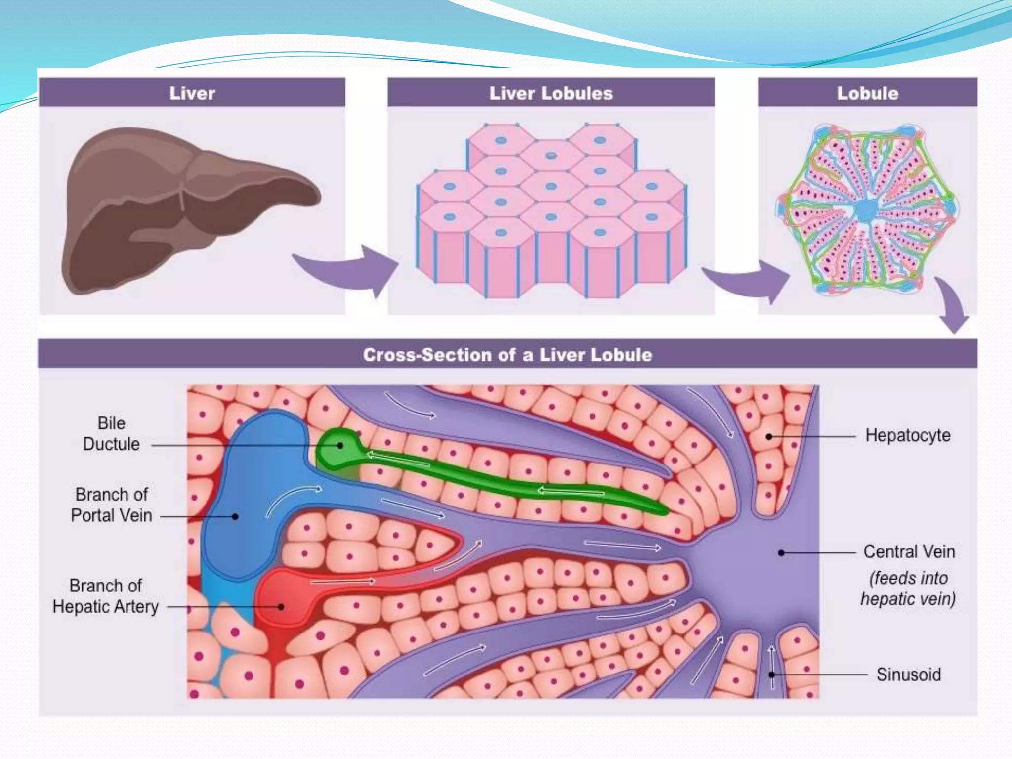Structure and functions of liver | PPTX