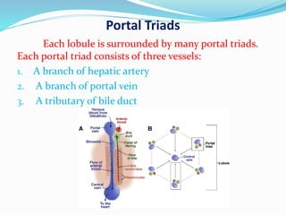 Structure and functions of liver | PPTX