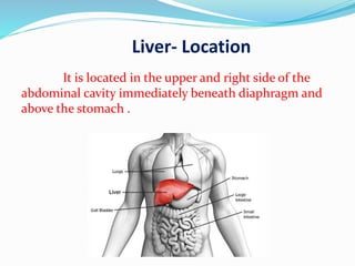 Structure and functions of liver | PPTX