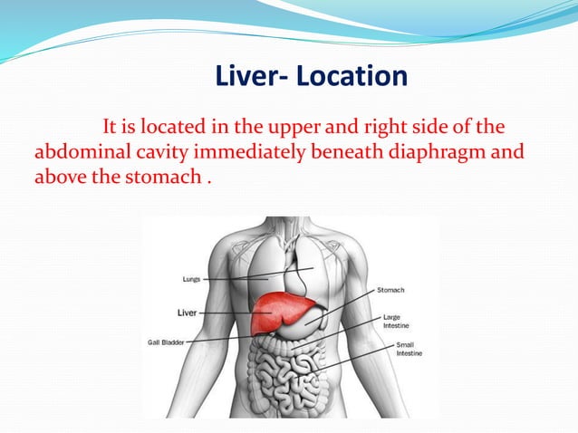 Structure and functions of liver | PPTX
