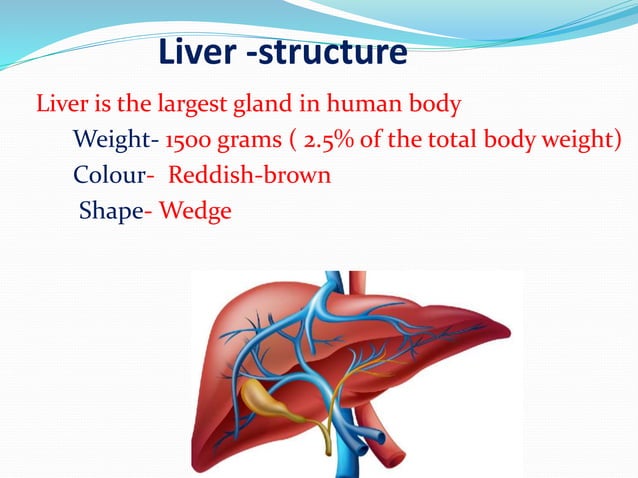 Structure and functions of liver | PPTX
