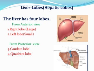 Structure and functions of liver | PPTX