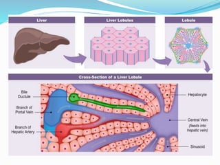 Structure and functions of liver | PPTX