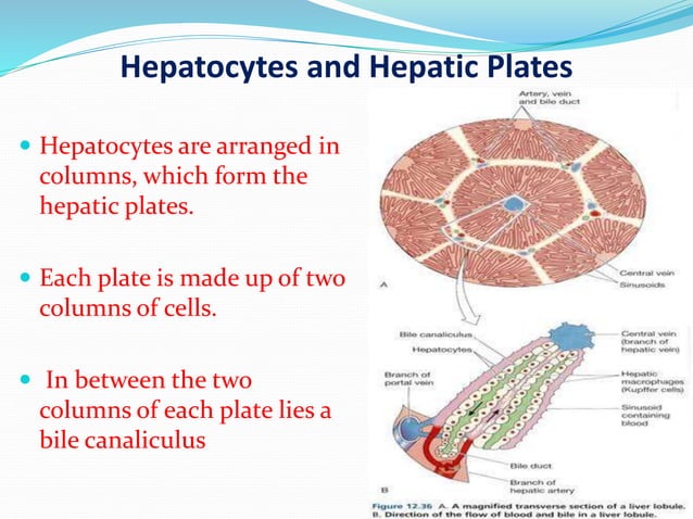 Structure and functions of liver | PPTX