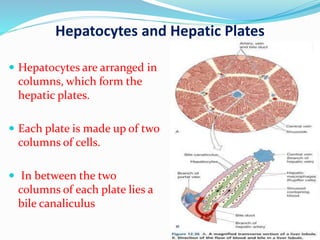 Hepatocytes Structure