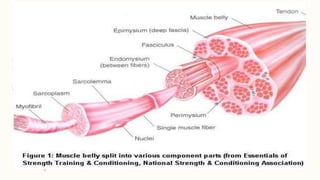 Structure and Functions of Muscle | PPTX