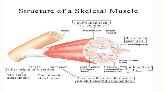 Structure and Functions of Muscle | PPTX