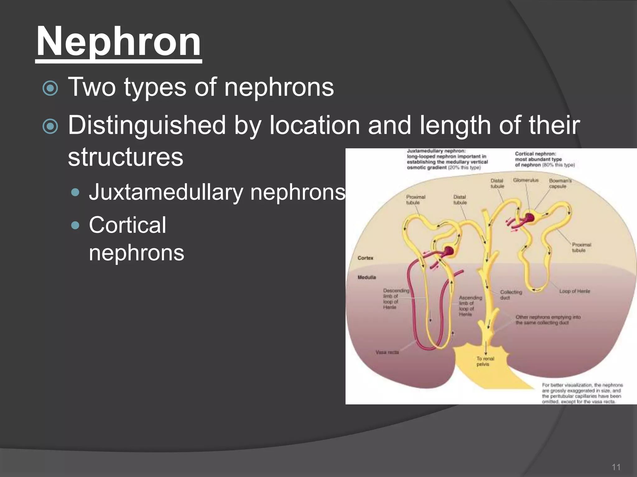 Structure and functions of nephron assignment | PPTX
