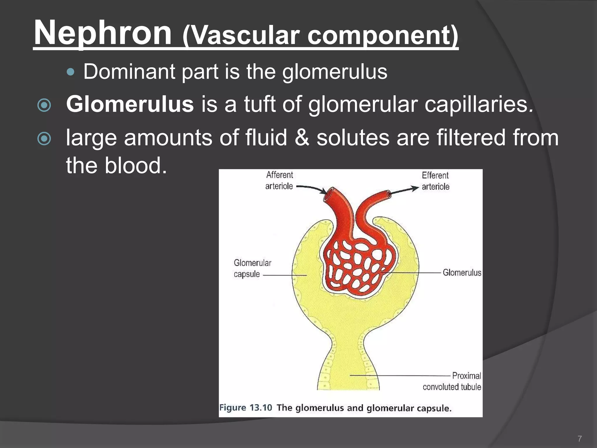 Structure and functions of nephron assignment | PPTX