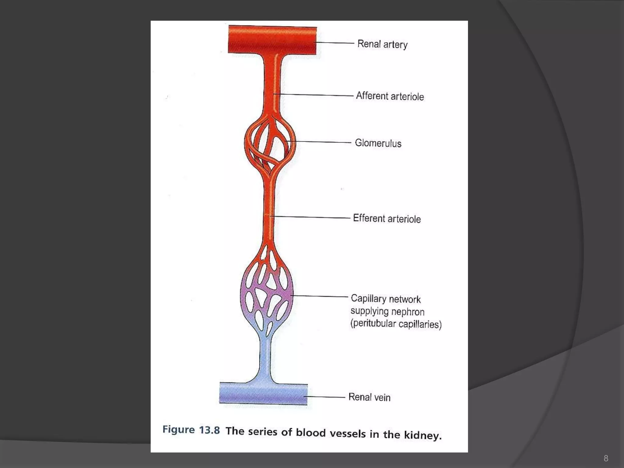Structure and functions of nephron assignment | PPTX