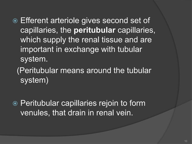 Structure and functions of nephron assignment | PPTX