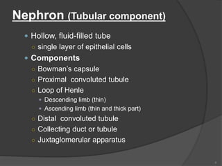 Structure and functions of nephron assignment | PPTX