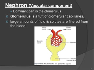 Structure and functions of nephron assignment | PPTX