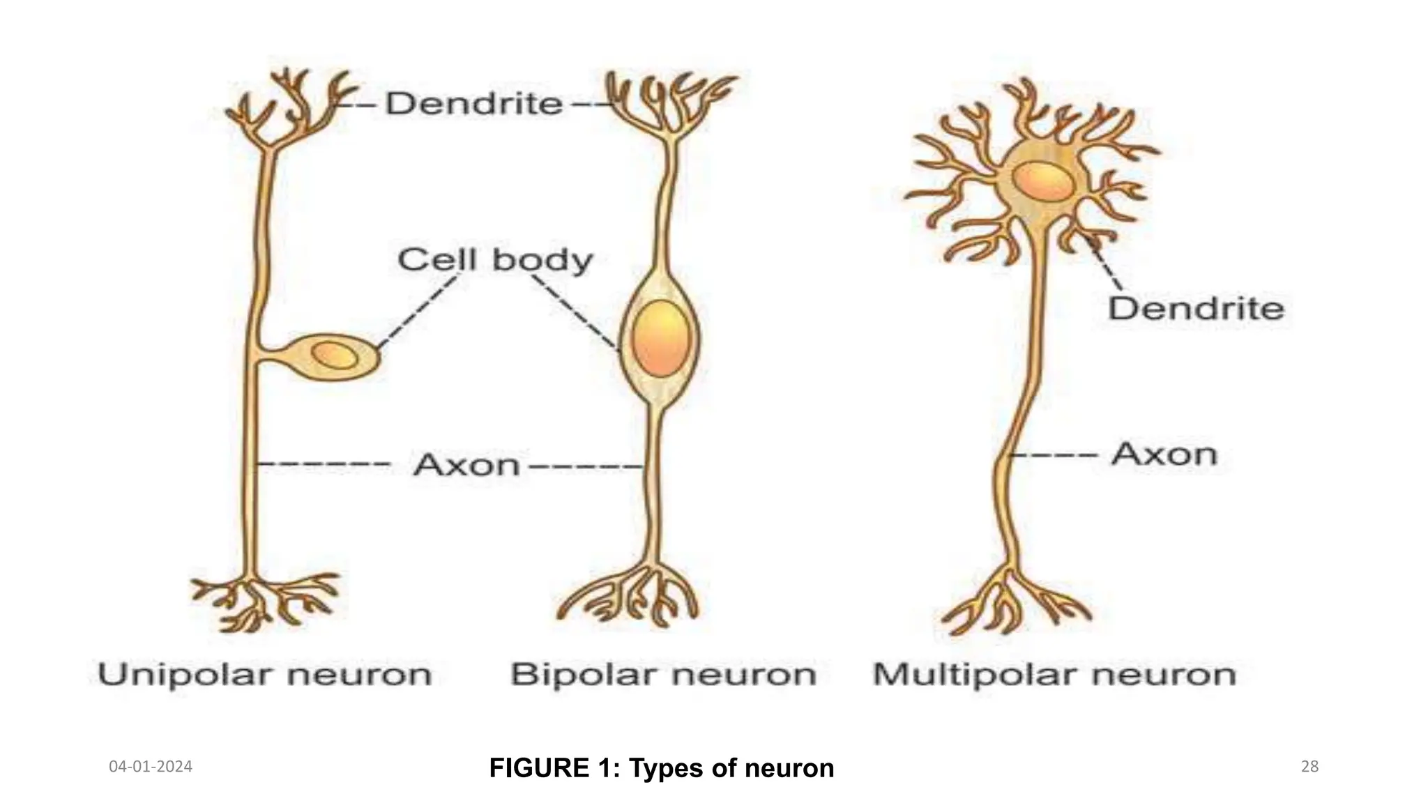 NEURON,NERVE GROWTH FACTORS, CYTOKININES | PPTX