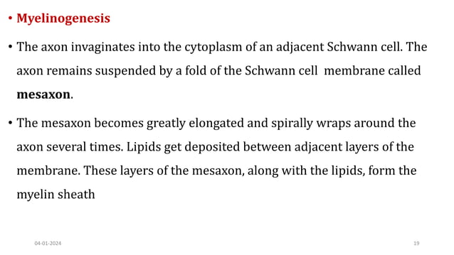 NEURON,NERVE GROWTH FACTORS, CYTOKININES | PPTX