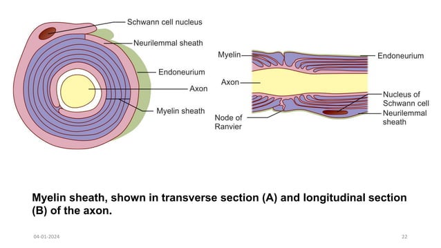 NEURON,NERVE GROWTH FACTORS, CYTOKININES | PPTX