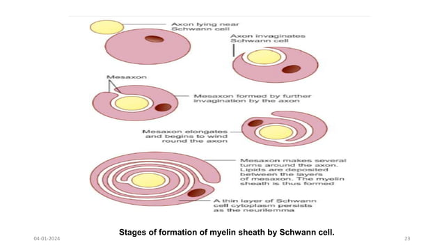 NEURON,NERVE GROWTH FACTORS, CYTOKININES | PPTX