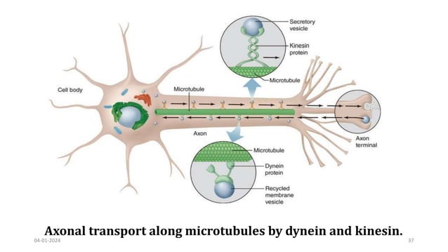 NEURON,NERVE GROWTH FACTORS, CYTOKININES | PPTX