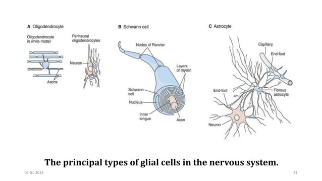 NEURON,NERVE GROWTH FACTORS, CYTOKININES | PPTX