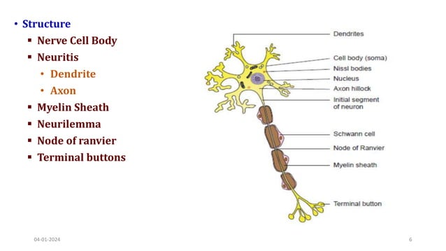 NEURON,NERVE GROWTH FACTORS, CYTOKININES | PPTX