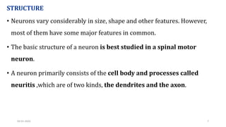 NEURON,NERVE GROWTH FACTORS, CYTOKININES | PPTX