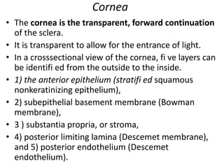 Structure and Functions of the Eye.pptx