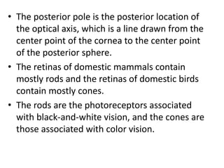 Structure and Functions of the Eye 2.pptx