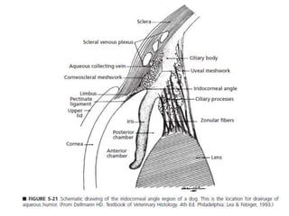 Structure and Functions of the Eye 2.pptx
