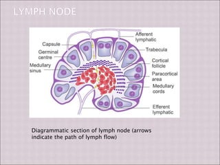 Structure and Functions of the Immune System.ppt