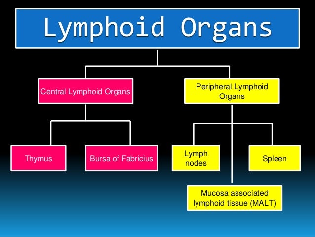 Peripheral Immune System Organs