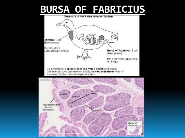 Structure and Functions of the Immune System