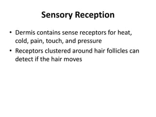 Structure and functions of the skin | PPTX
