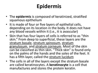 Structure and functions of the skin | PPTX