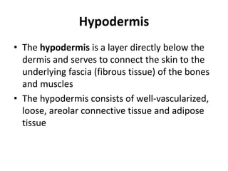 Structure and functions of the skin | PPTX