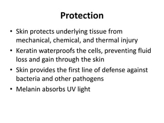 Structure and functions of the skin | PPTX