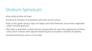 STRUCTURE AND FUNCTIONS OF THE SKIN.pptx