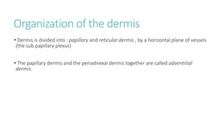STRUCTURE AND FUNCTIONS OF THE SKIN.pptx