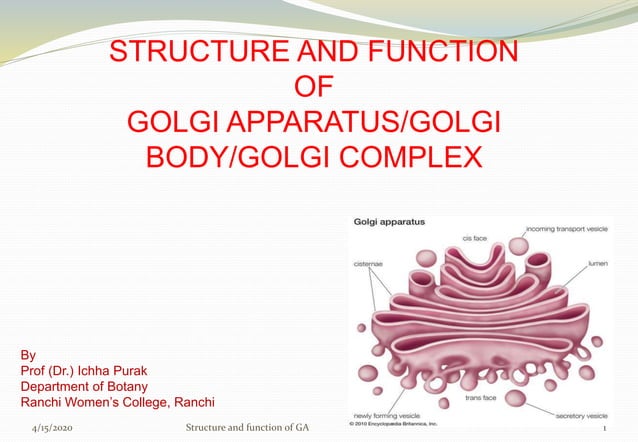 Structure and functon of golgi apparatus | PPTX | Biological Sciences | Science