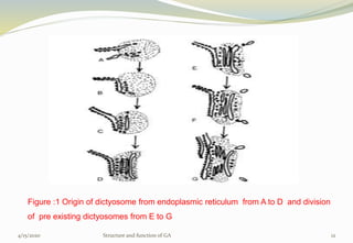 Structure and functon of golgi apparatus | PPTX