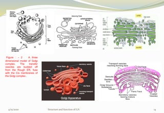 Structure and functon of golgi apparatus | PPTX