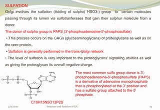 Structure and functon of golgi apparatus | PPTX