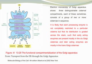 Golgi Body Function