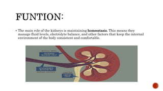 Structure and funtion of kidney | PPTX | Endocrine and Metabolic ...