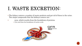 Structure and funtion of kidney | PPTX | Endocrine and Metabolic ...