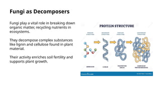 Structure And Importance Of Fungi (1).pptx
