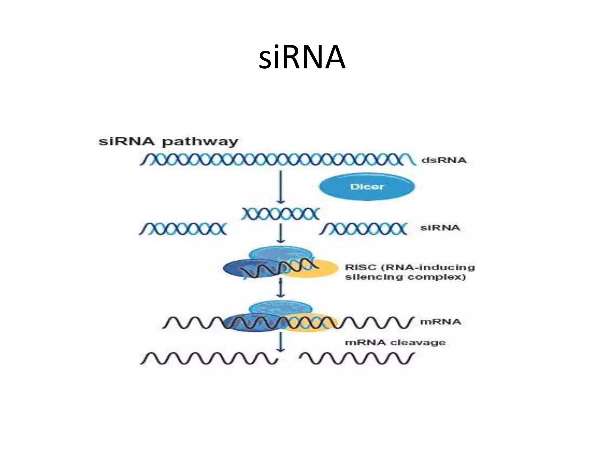Structure and importance of RNA | PPTX
